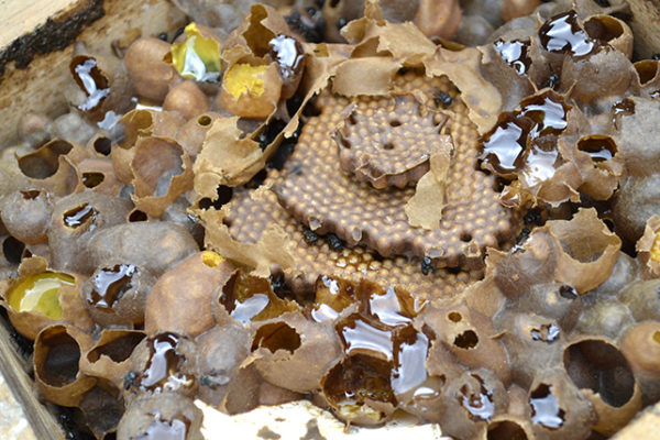 Abejas nativas sin aguijon- Meliponas